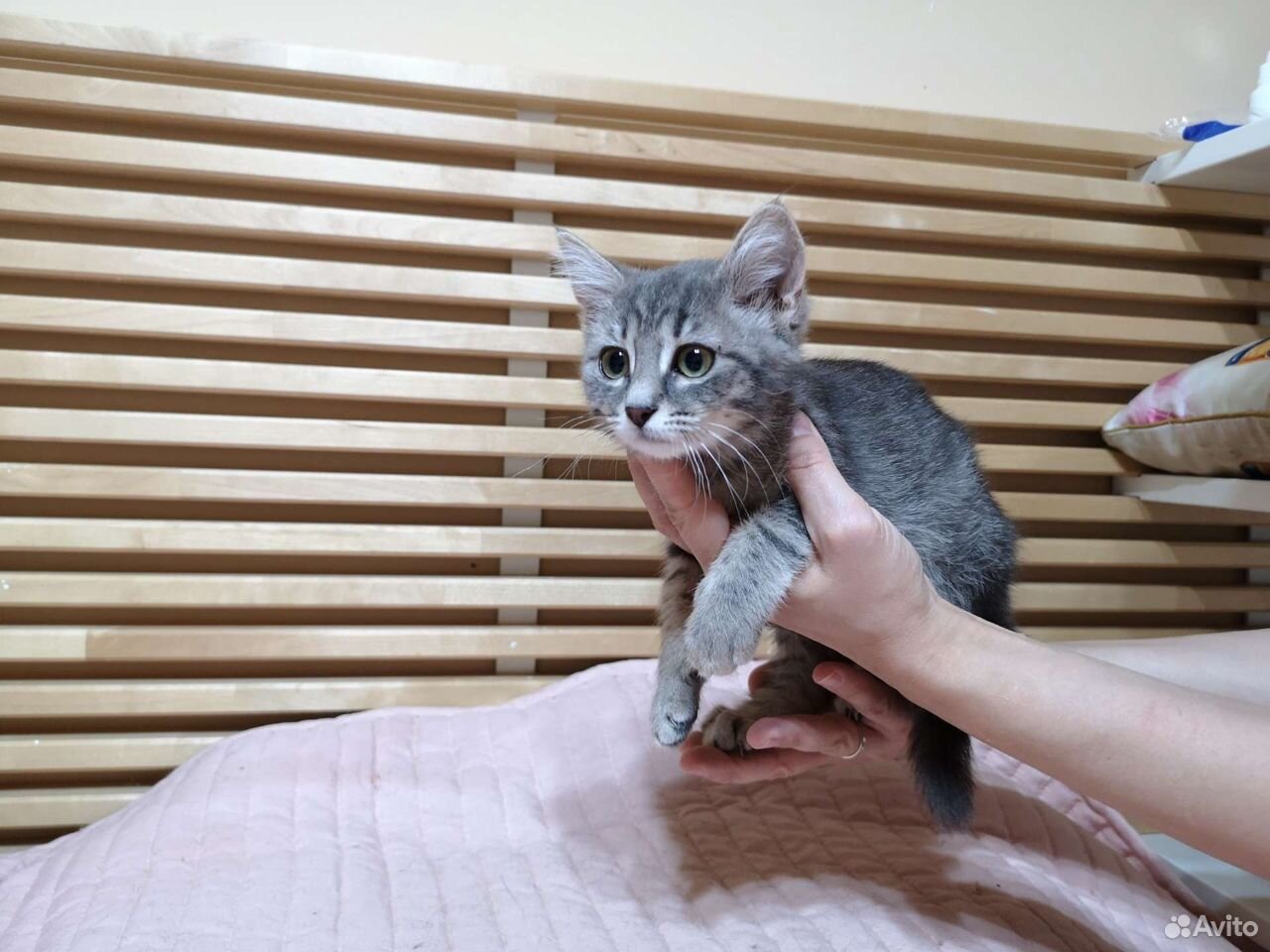 Котёнок Лили ищет дом