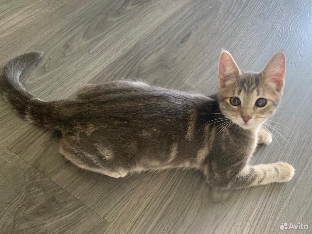Котёнок Луцилла 3 мес