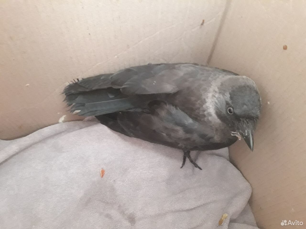 Отдам в добрые надежные руки галку