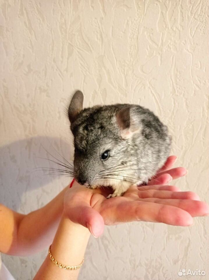 Шиншилла