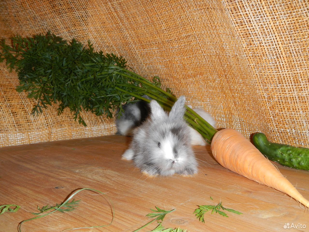 Ангорские декоративные крольчата мрамор