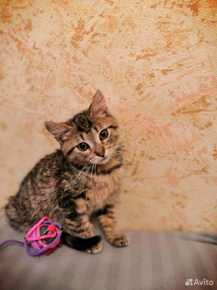 Котенок в добрые руки