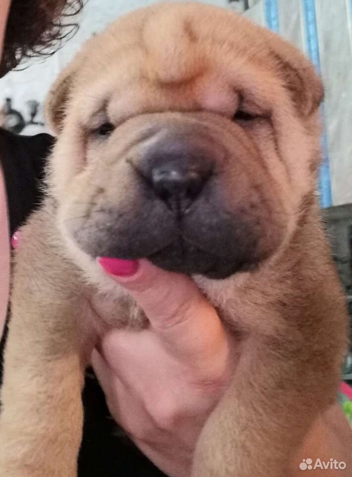 Прекрасная леди