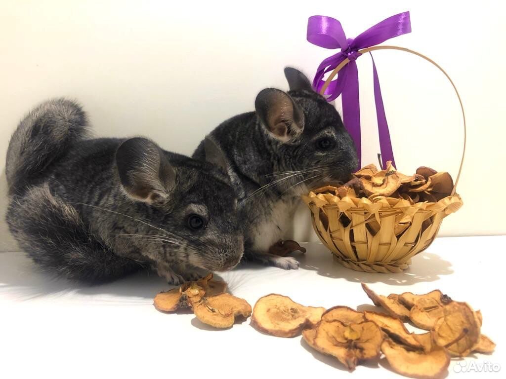 Шиншиллы Братики