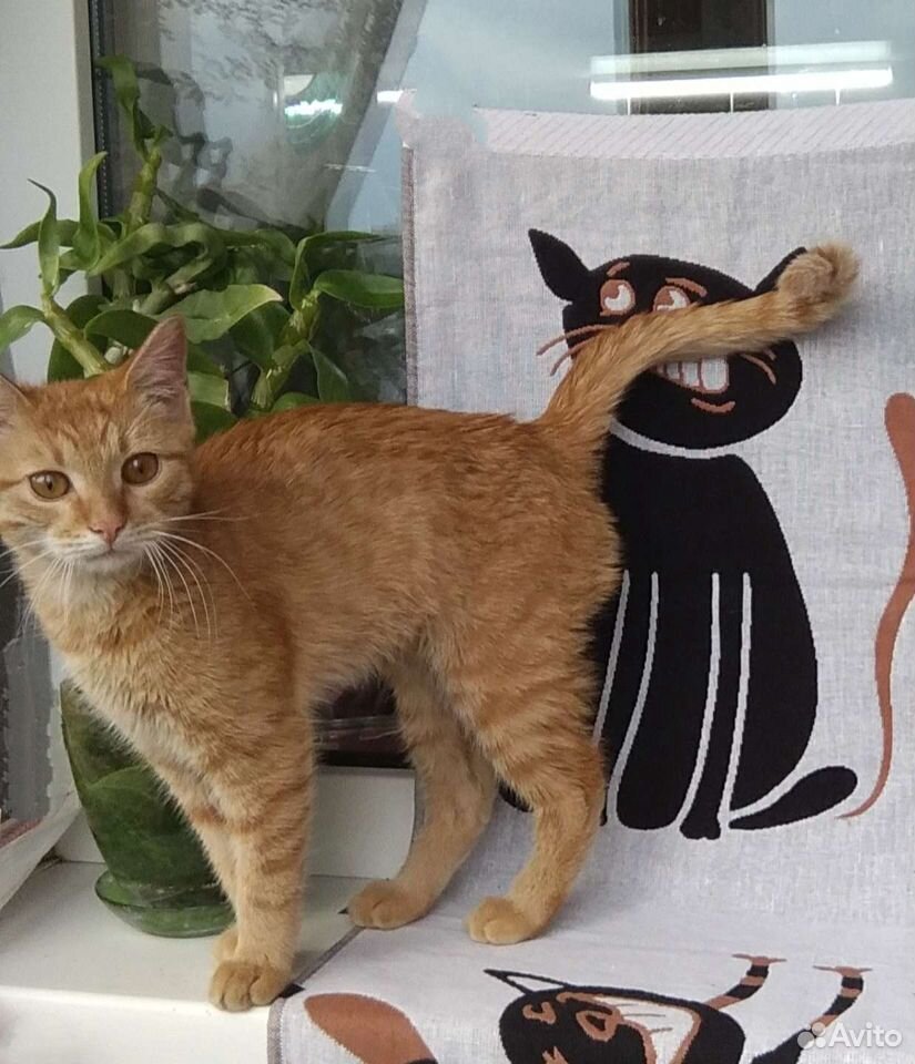 Кошки
