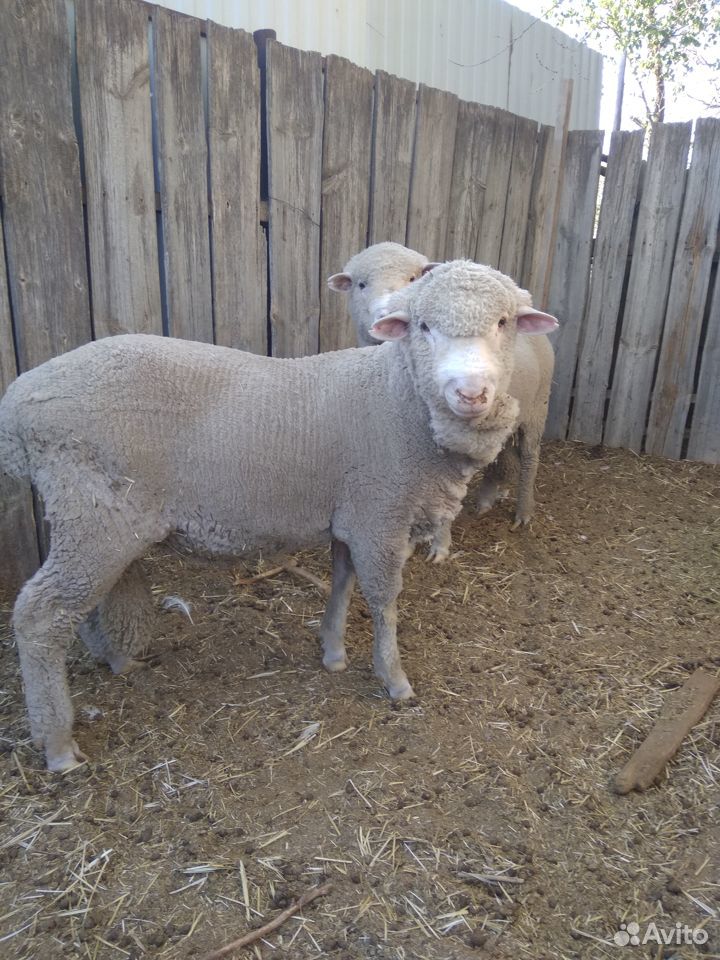 Баран племенной меренос+австралия