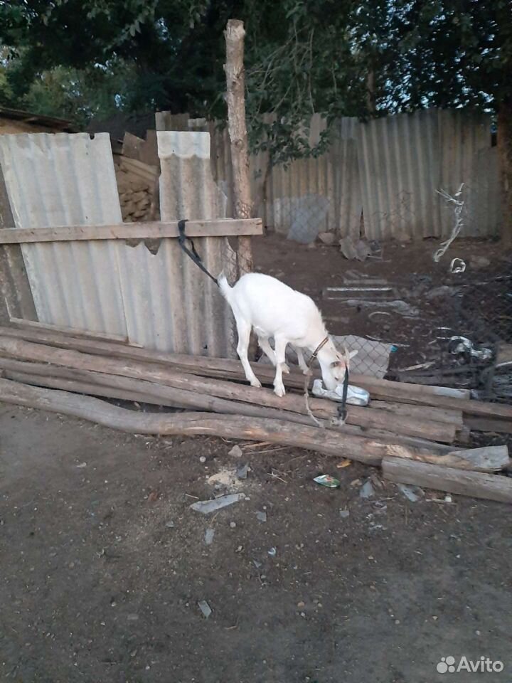 Корова стельная две козы доеные и козочка и бычок