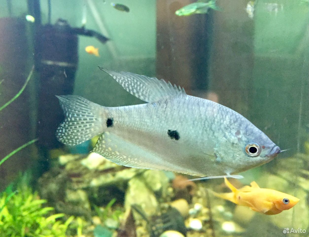 Гурами голубой, самец