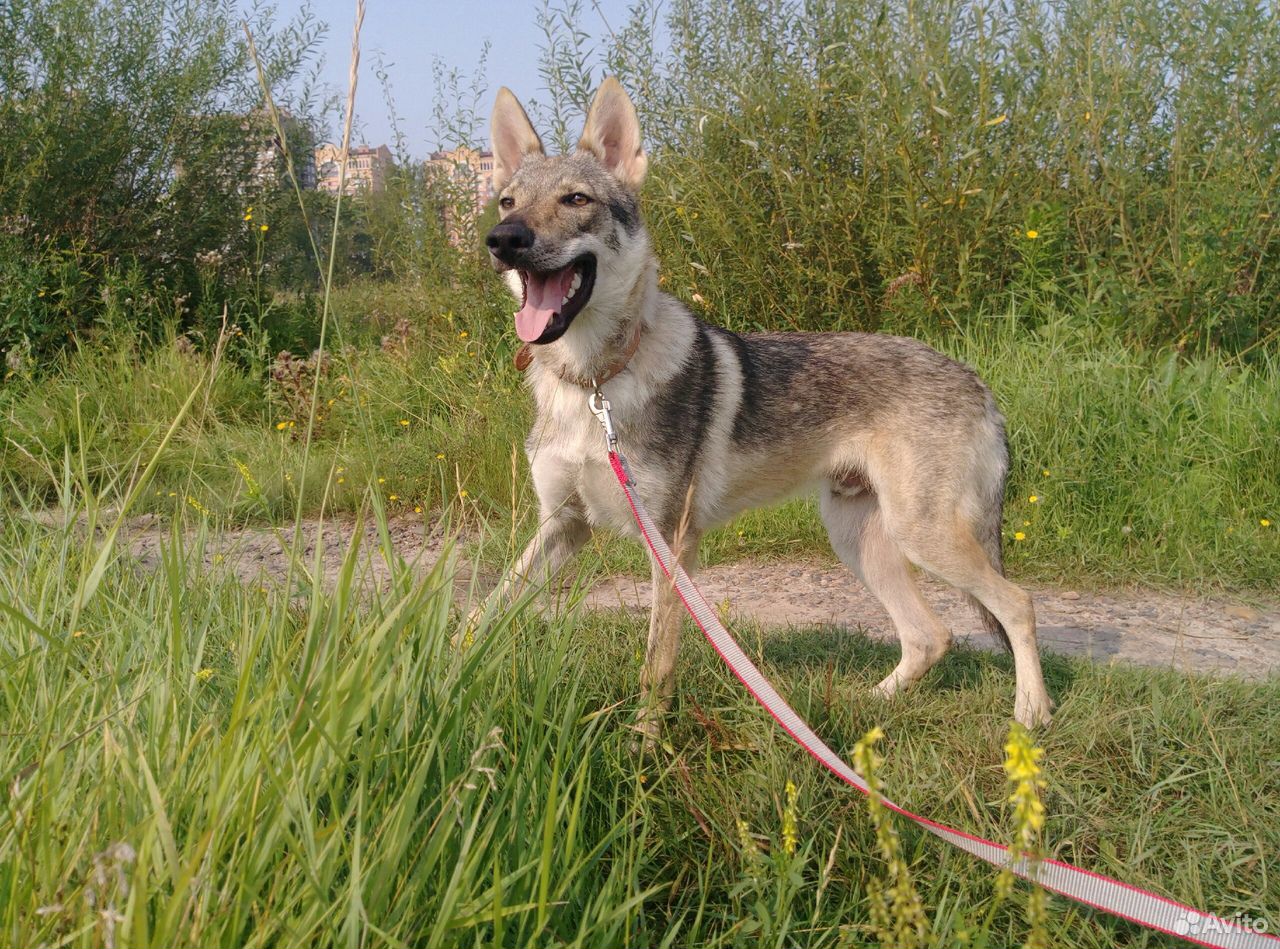 Чехословацкий Влчак щенок