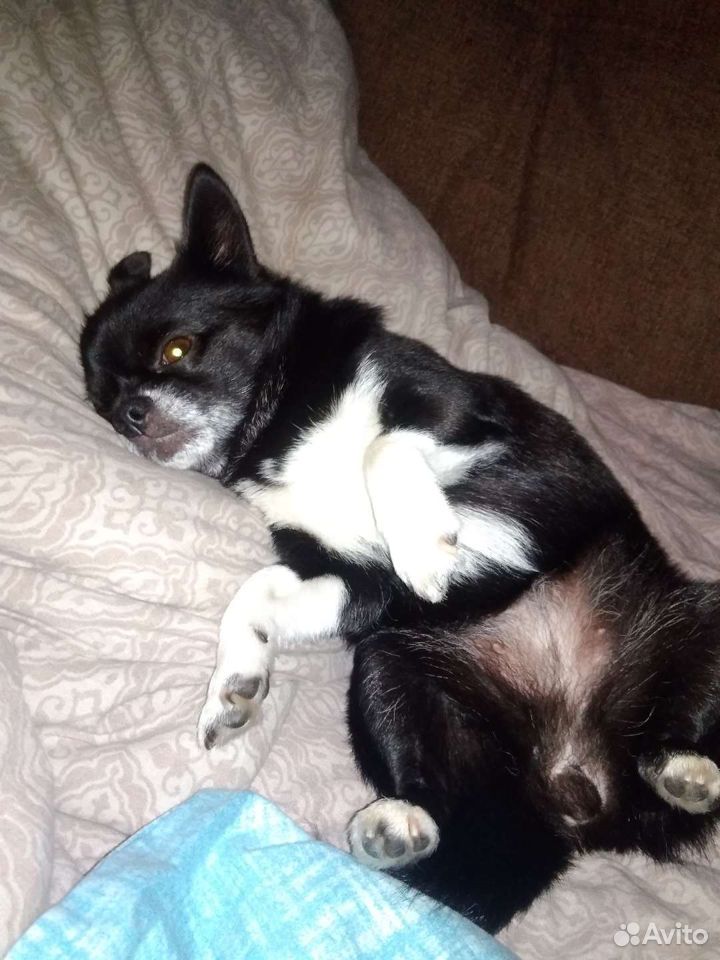 Случка чихуахуа