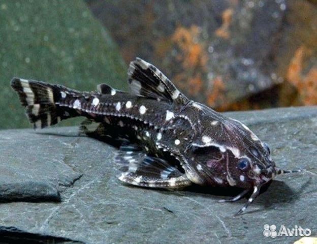 Сом Агамикс