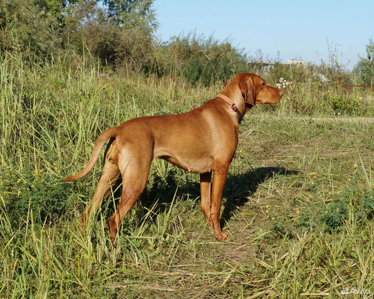В.ен.герская/кш/легавая