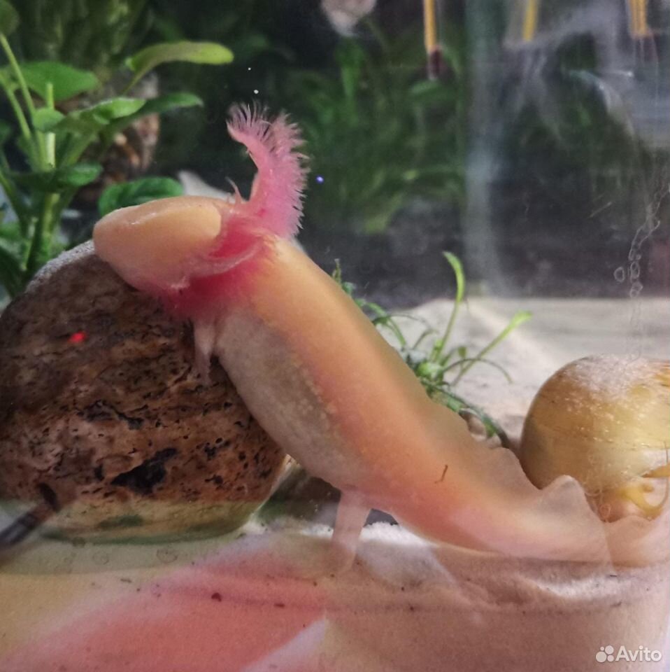 Золотые аксолотли