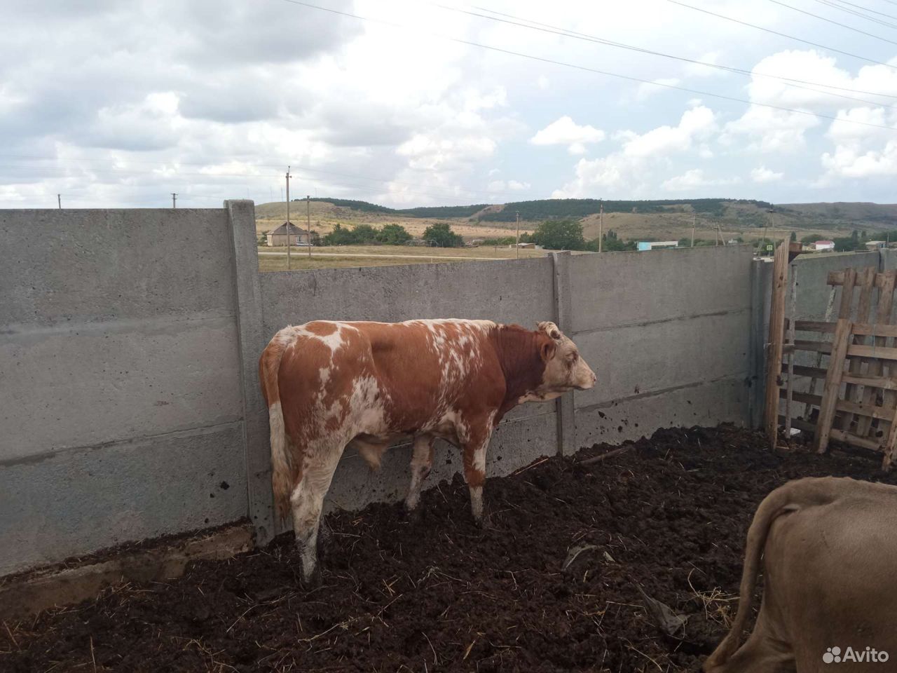 Продам Бычков