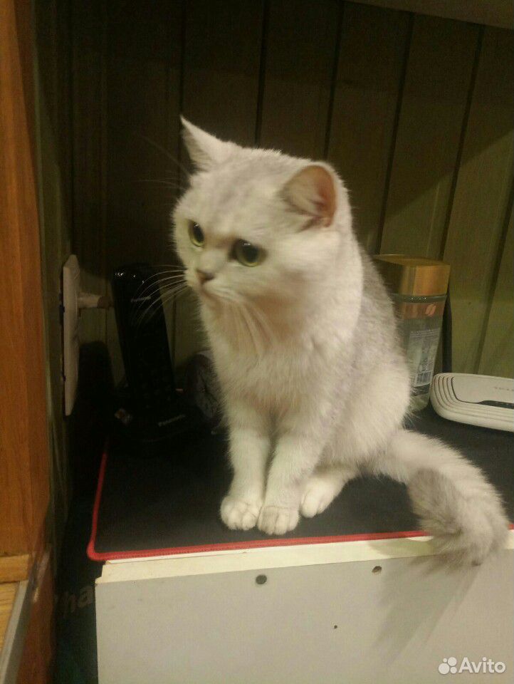 Кошка
