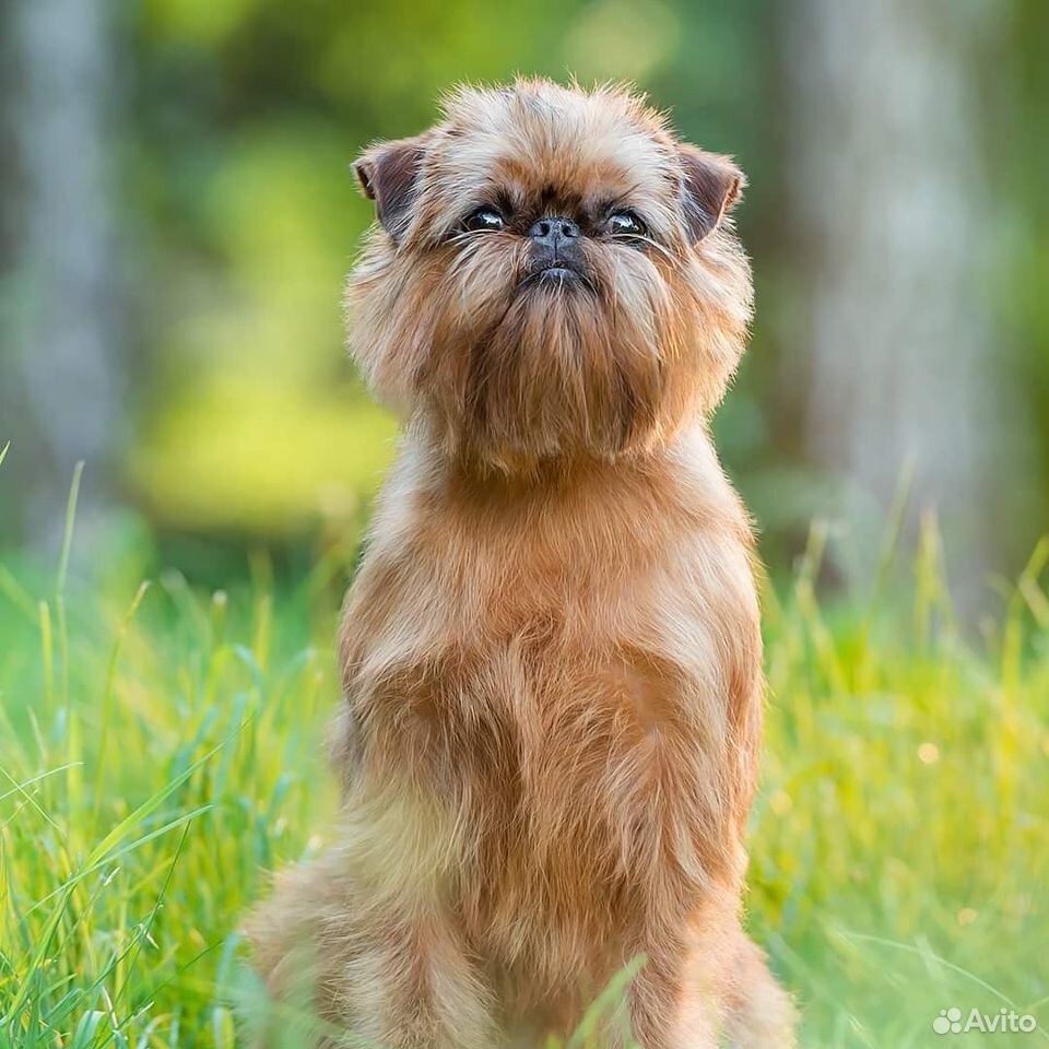 Брюссельский гриффон