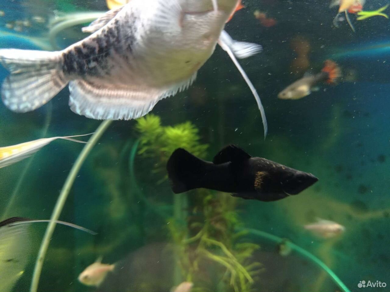 Пара моллинезий, самцы