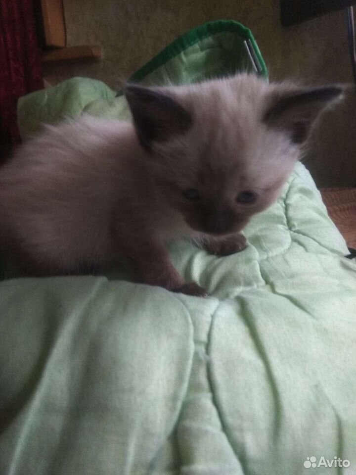 Кошка сиамская