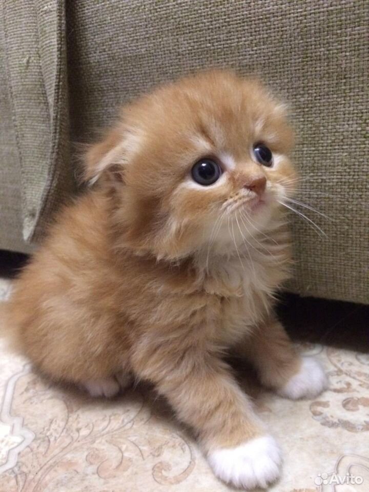 Котята вислоухие