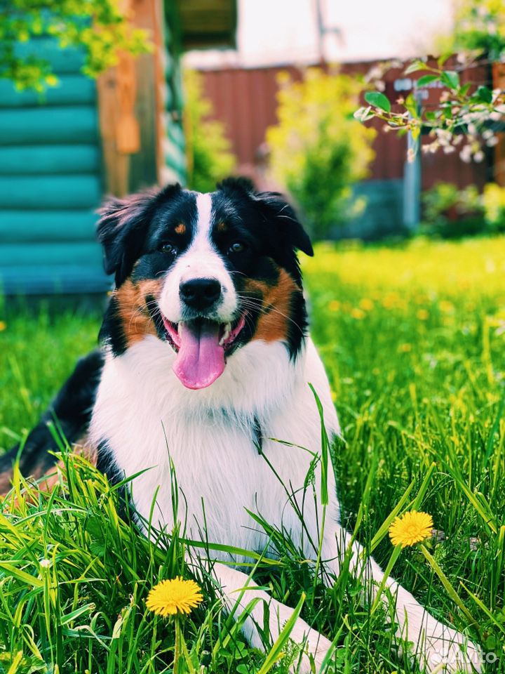 Австралийская овчарка вязка