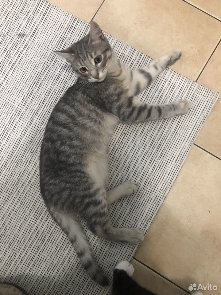 Котенок в добрые руки