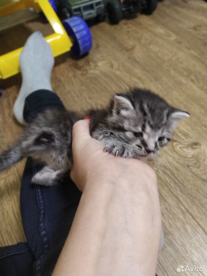 Отдам котенка-девочку тому, кто давно мечтает