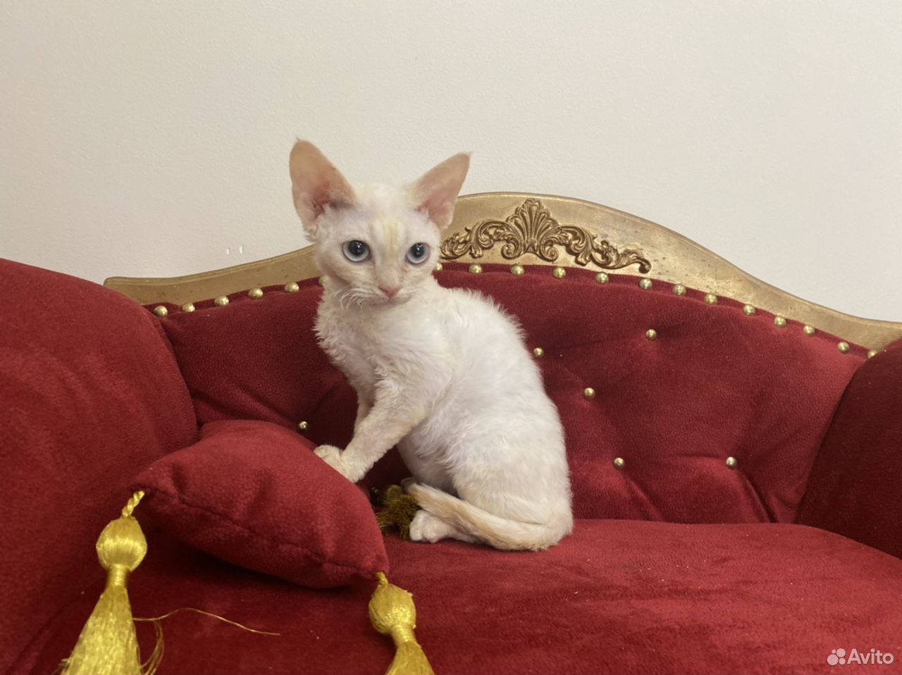 Девон-рекс Розовый Плющик