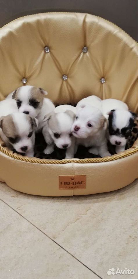 Щенки Джек рассел