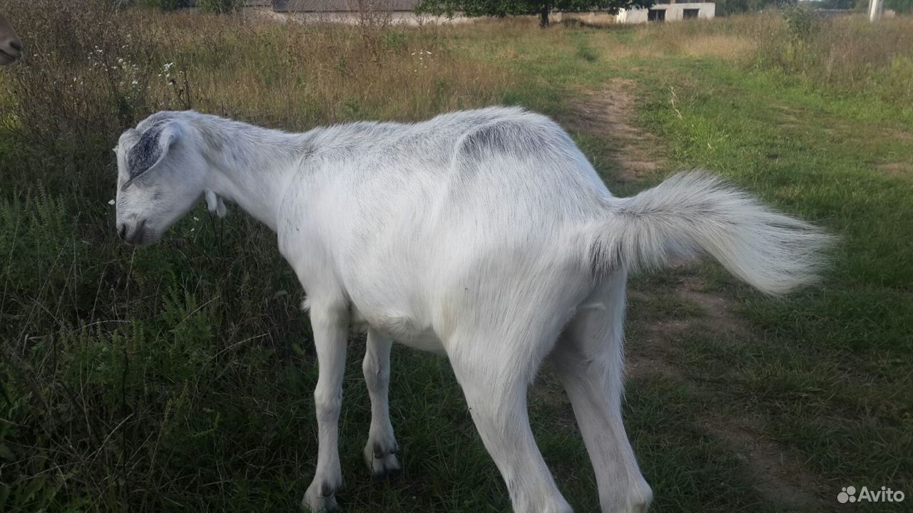 Коза нубийская