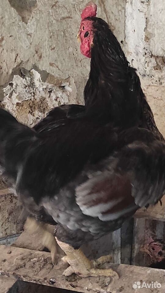 Петух и курочки породы Корниш