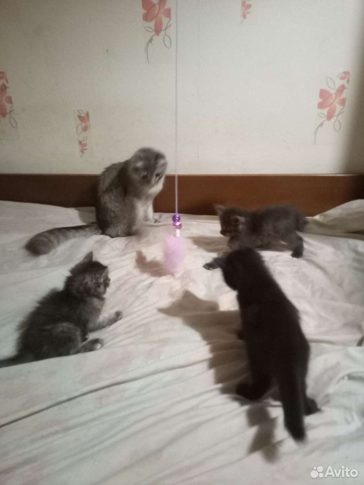Котята