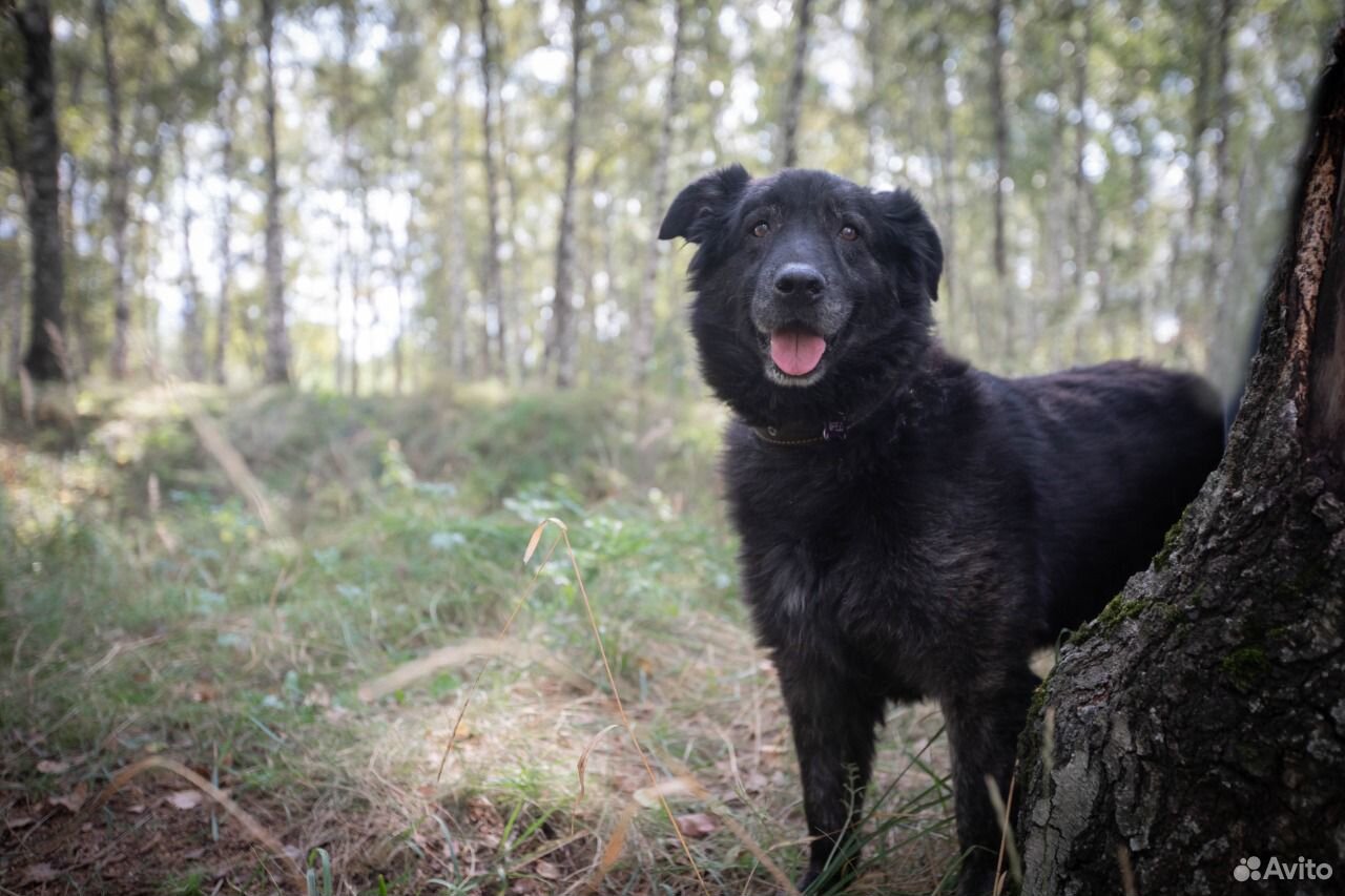 Собака Фред