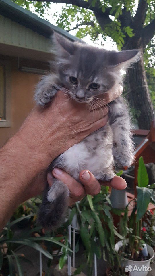 Котик
