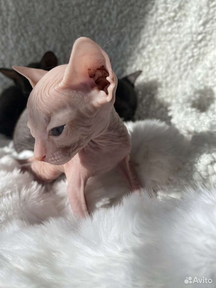 Донской сфинкс