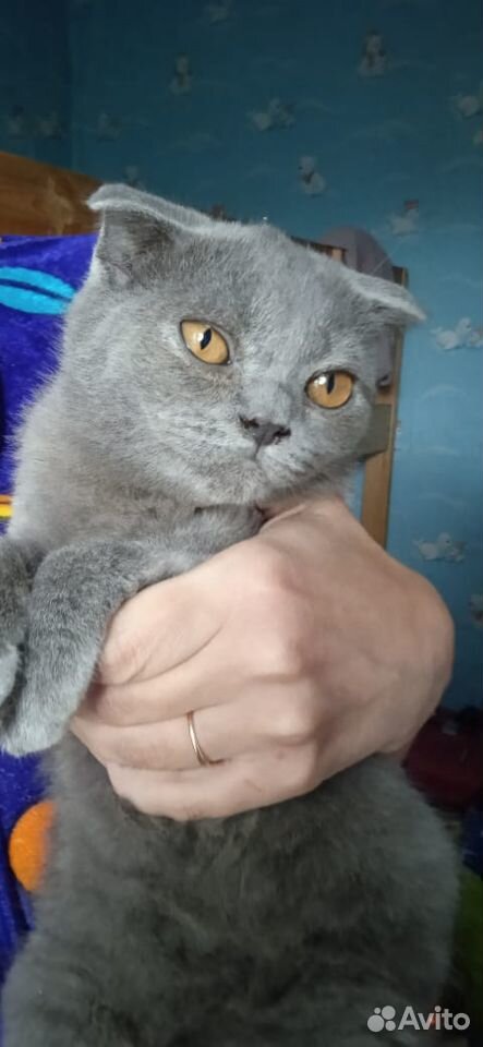 Британские котята
