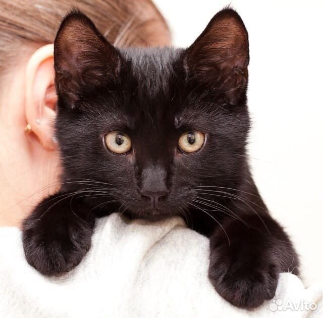 Ласковое пушистое чудо Чарлис