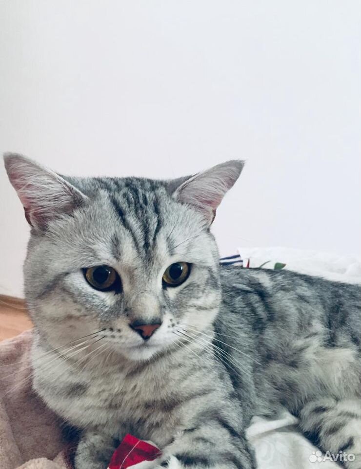 Шотландский кот вязка