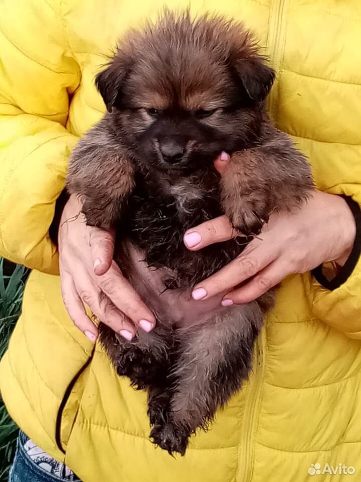 Классные пушистые щенки ищут родителей