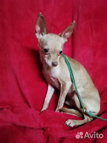 Тойчик мальчик