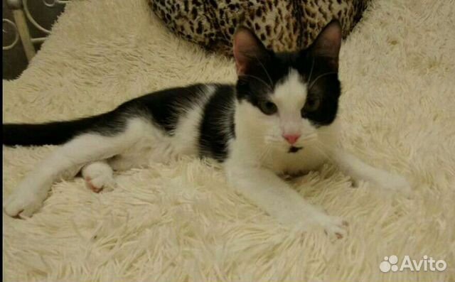 Котенок 7 месяцев