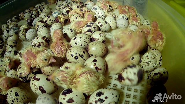 Перепела Суточные