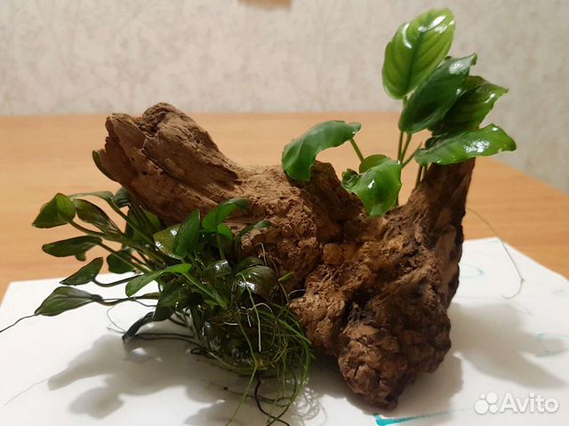 Коряга с растениями
