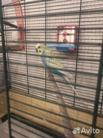 Волнистый попугай (спенгл) мальчик