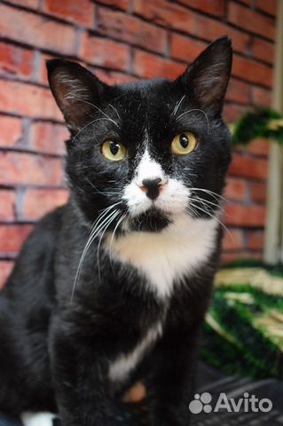 Кот Никки 3 года ищет дом