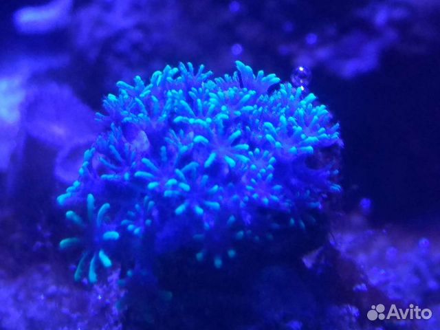 Коралл Симподиум