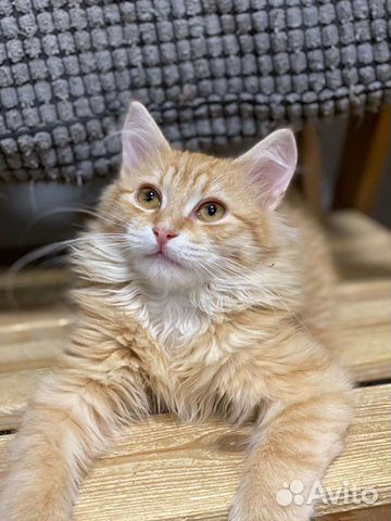 Рыжий ласковый пушистый котенок