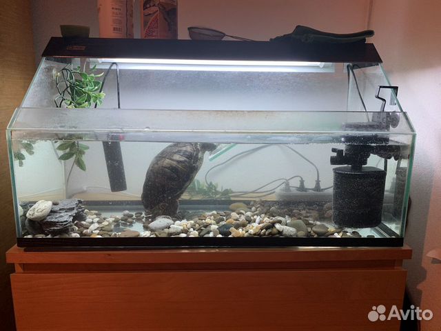 Красноухая черепаха с аквариумом