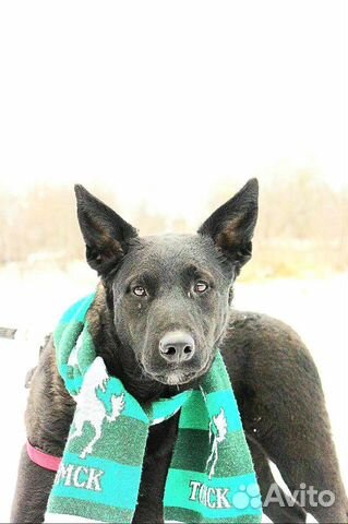 Тимоша в добрые руки из приюта