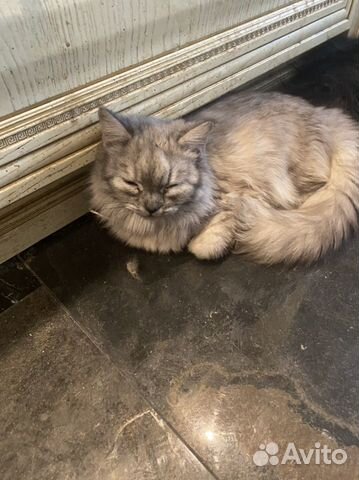 Продаю котенка персидского девочку