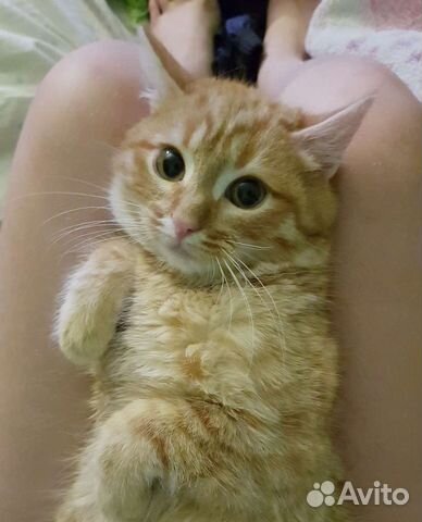 Котята, котики, кошечки помогу найти